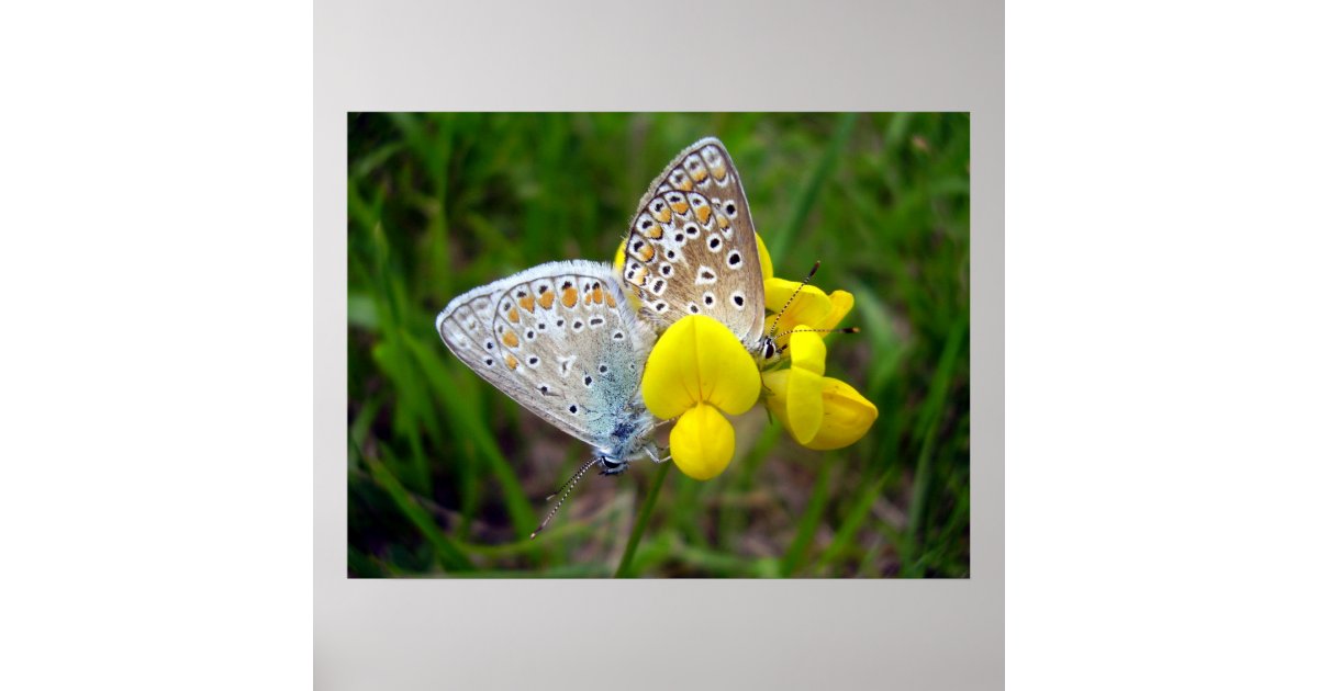 Common Blue Butterflies Poster | Zazzle