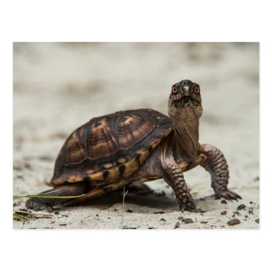 Common box turtle postcard | Zazzle.com