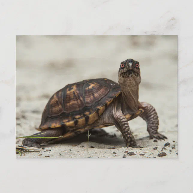 Common box turtle postcard | Zazzle