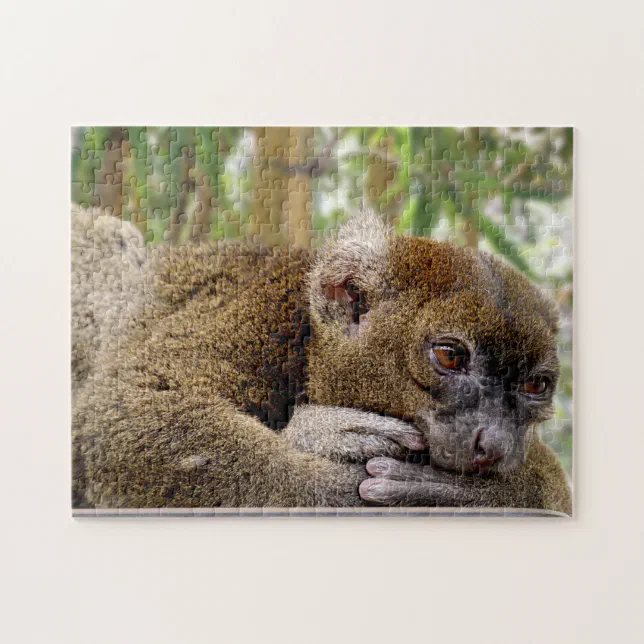 Common Brown Lemur, Jigsaw Puzzle | Zazzle