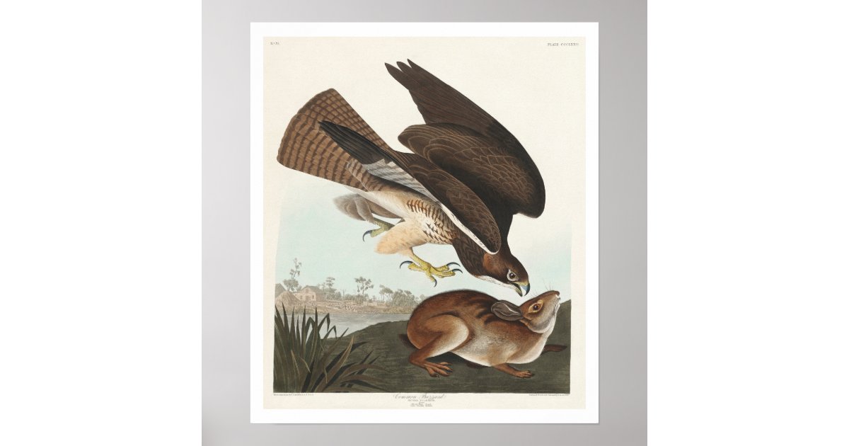 Common Buzzard by Audubon Poster | Zazzle