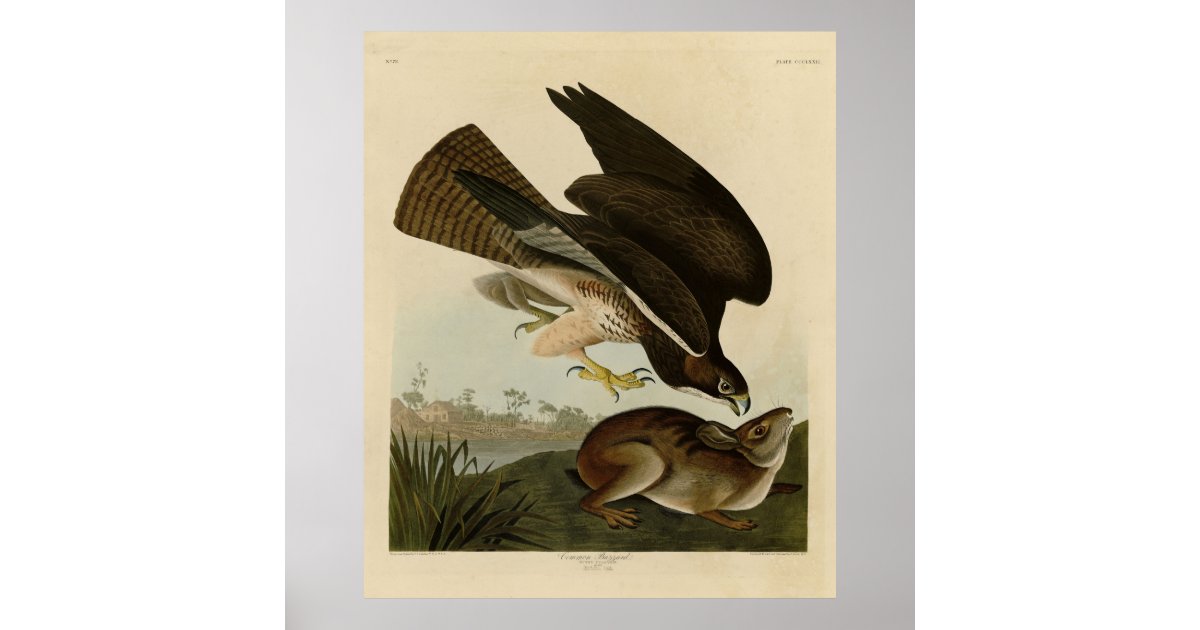 Common Buzzard - from Audubon's Birds of America Poster | Zazzle