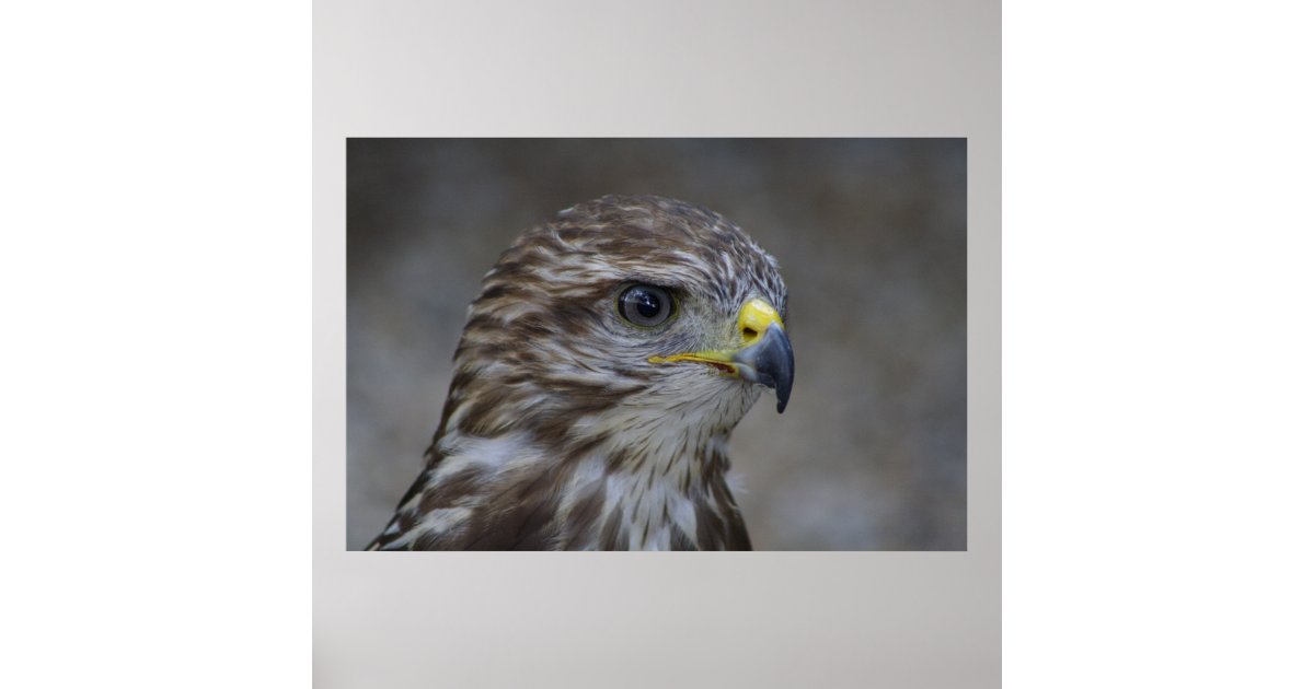 Common Buzzard Portrait Poster | Zazzle