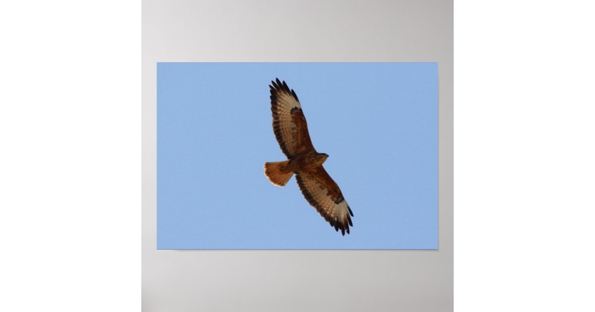 Common Buzzard Poster | Zazzle