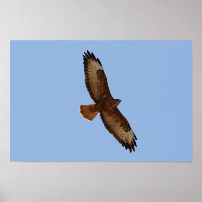 Common Buzzard Poster | Zazzle