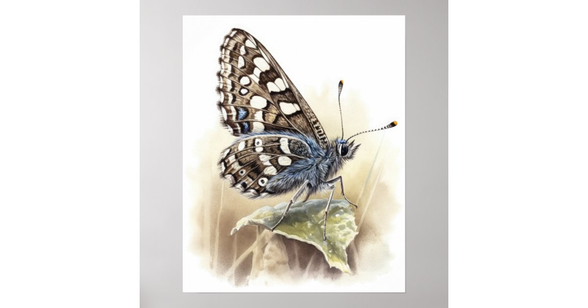 Common Checkered Butterfly Art Print Poster | Zazzle