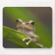 Common coqui, Eleutherodactylus coqui Mouse Pad | Zazzle