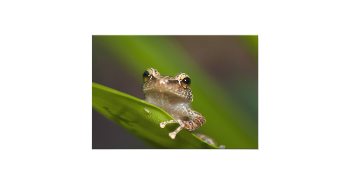 Common coqui, Eleutherodactylus coqui Photo Print | Zazzle