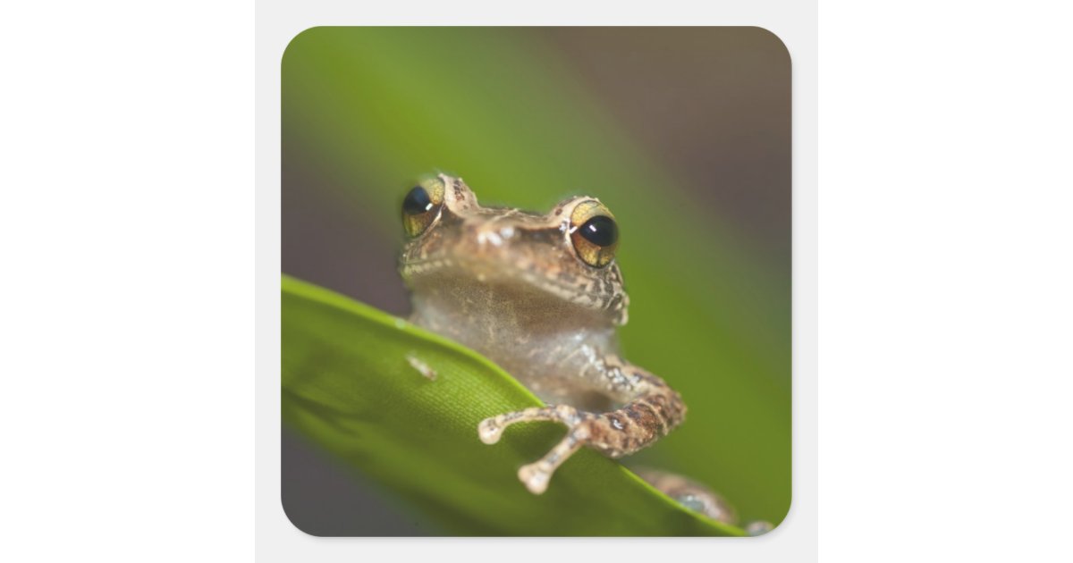 Common coqui, Eleutherodactylus coqui Square Sticker | Zazzle