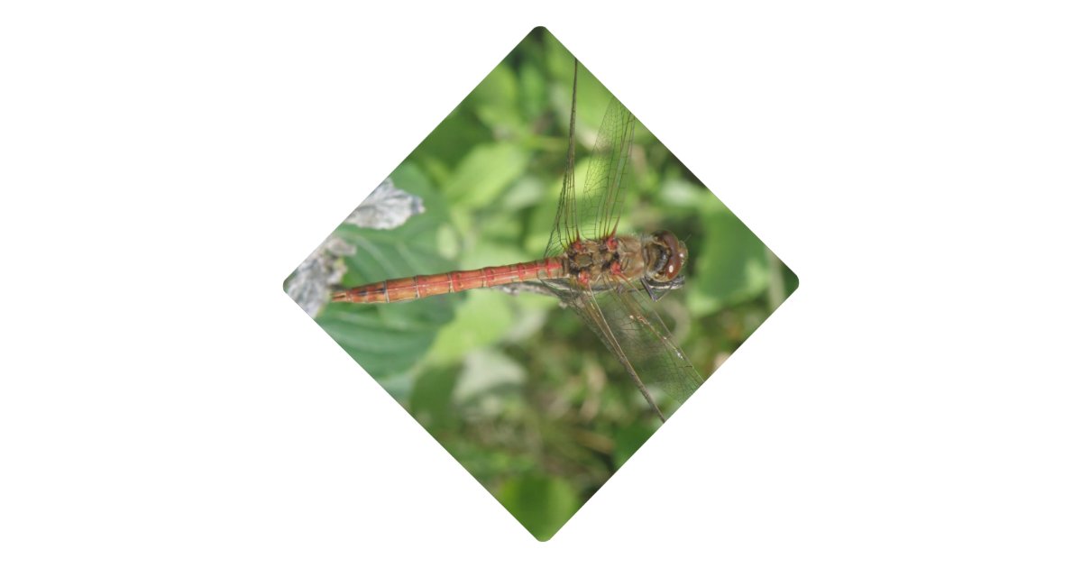Common Darter Dragonfly Graduation Cap Topper | Zazzle