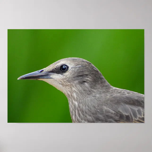 Common/European Starling Poster | Zazzle