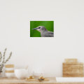 Common/European Starling Poster | Zazzle