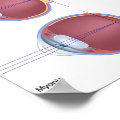 Common Eye defects Poster | Zazzle