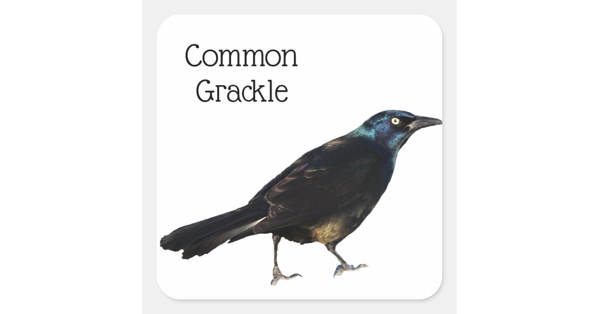 Common Grackle Square Sticker | Zazzle