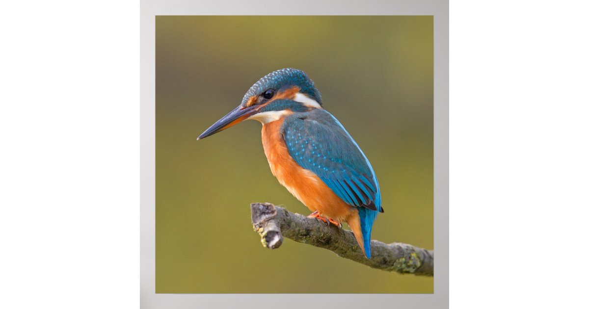 Common Kingfisher Poster | Zazzle
