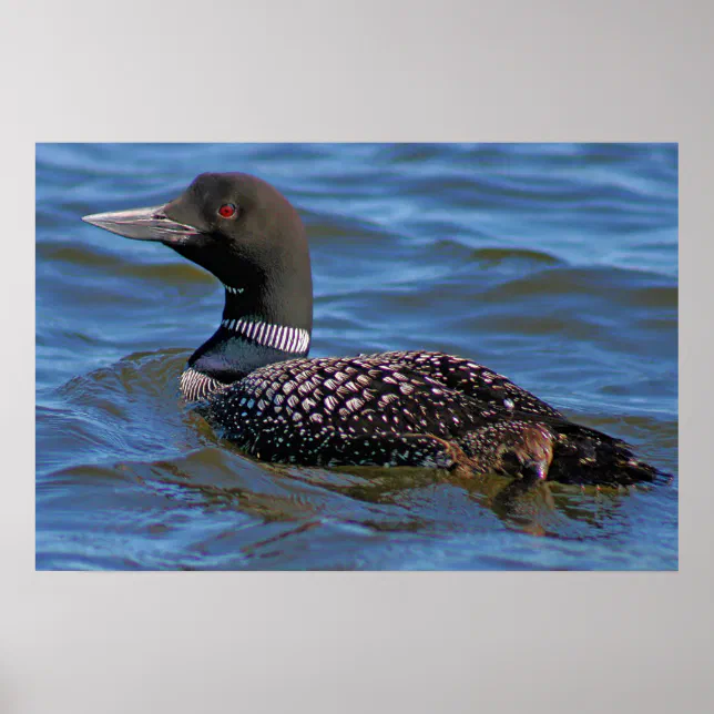 Common Loon Poster | Zazzle