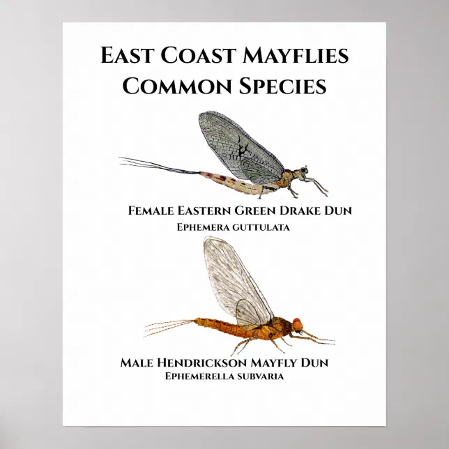Common Mayfly Species - East Coast Art Poster | Zazzle