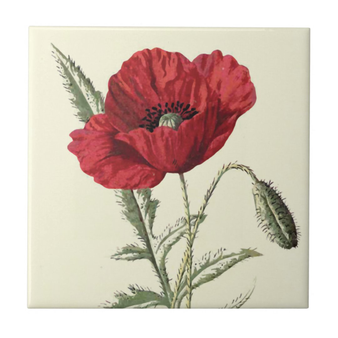 "Common Poppy" Botanical Illustration Ceramic Tile | Zazzle