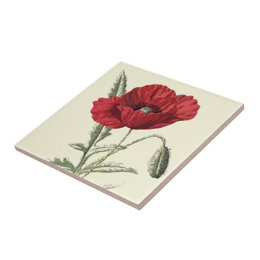 "Common Poppy" Botanical Illustration Ceramic Tile | Zazzle