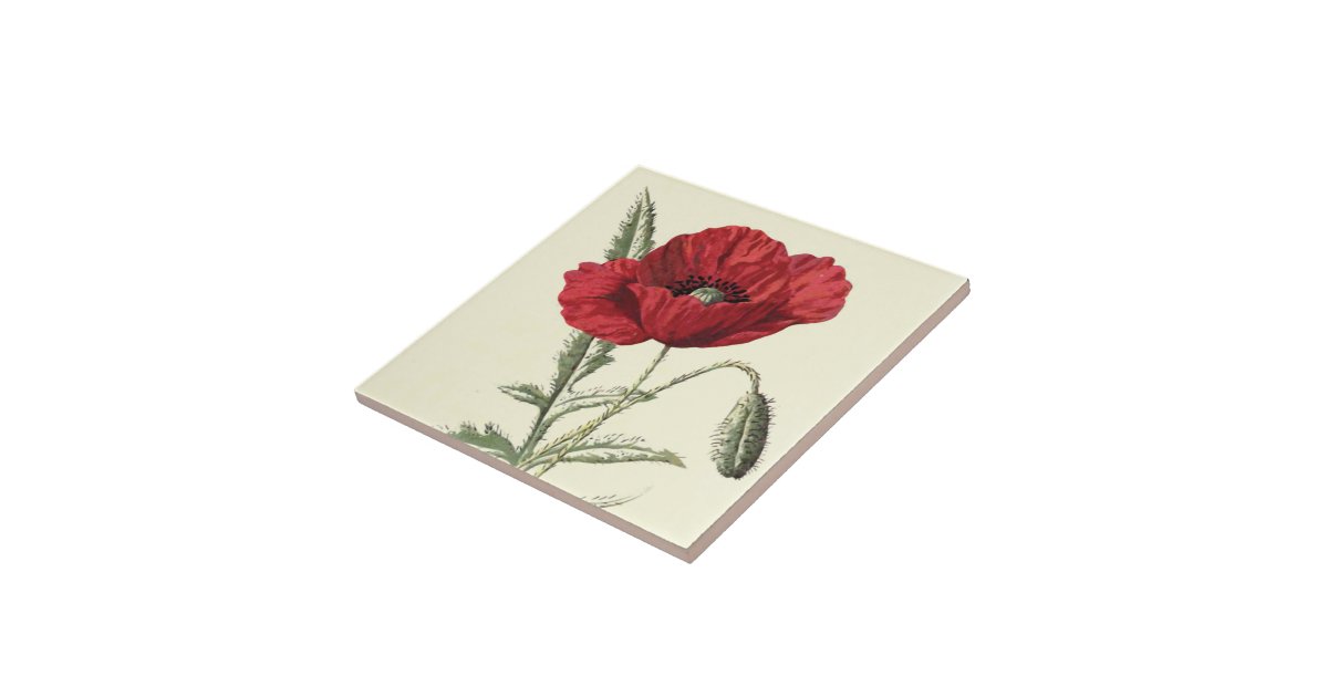 "Common Poppy" Botanical Illustration Ceramic Tile | Zazzle