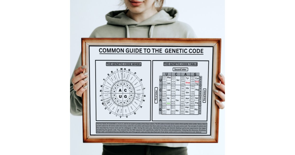 Common quide to the genetic code poster | Zazzle