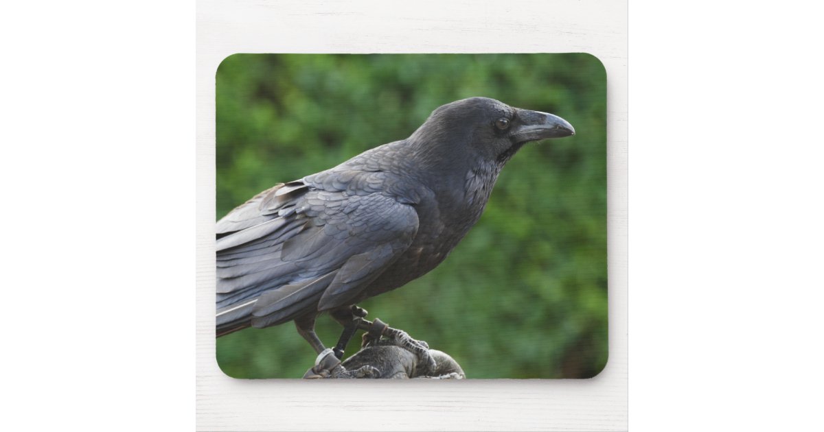 Common Raven Mouse Pad | Zazzle