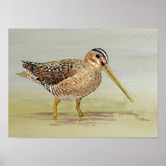 Common Snipe Art Poster | Zazzle.com