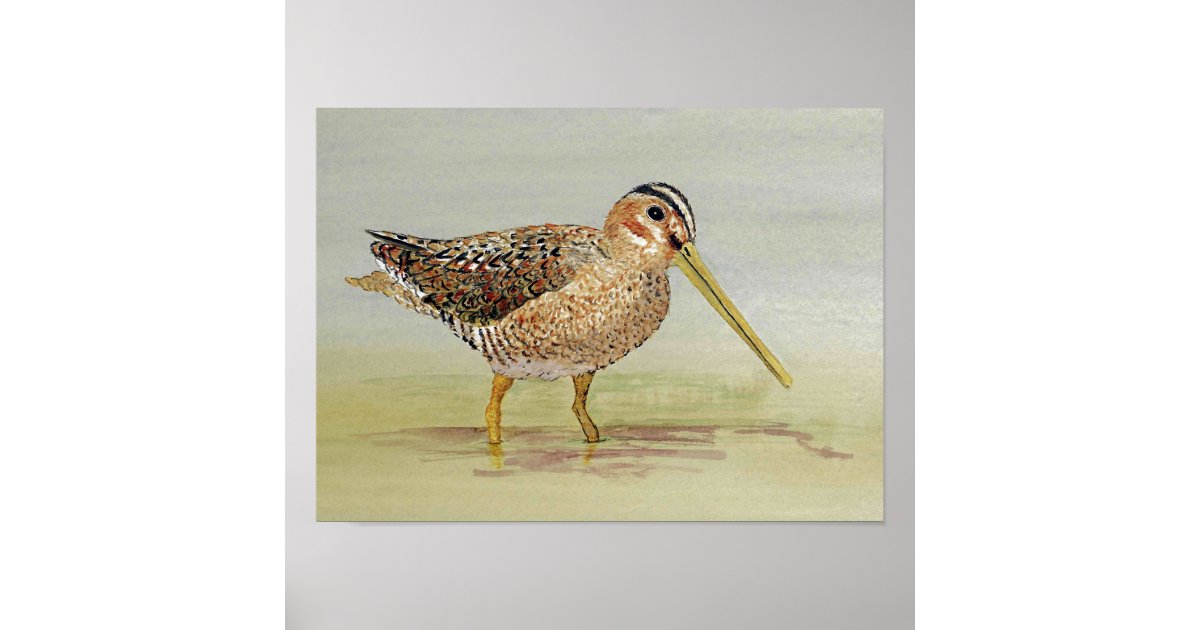 Common Snipe Art Poster | Zazzle