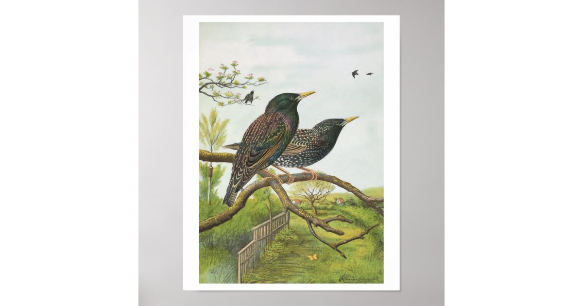 Common Starling Poster | Zazzle