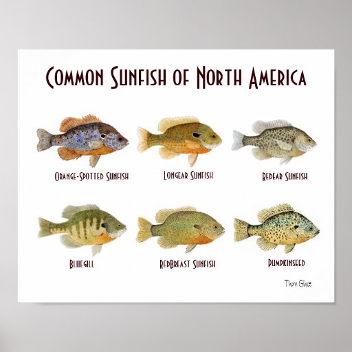 Common Sunfish of North America.. Posters | Zazzle