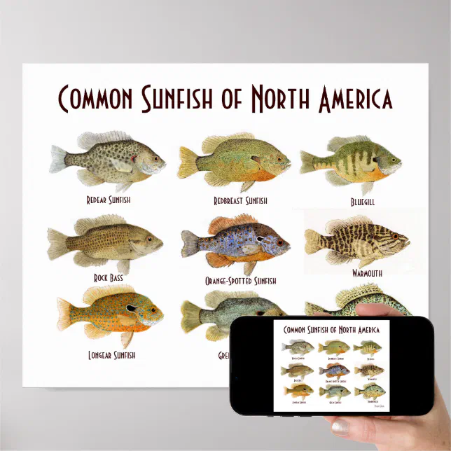 Common Sunfish Poster | Zazzle
