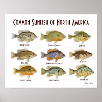 Common Sunfish Poster | Zazzle