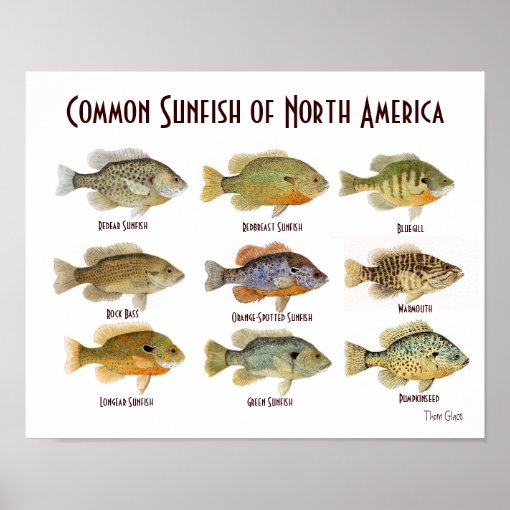 Common Sunfish Poster | Zazzle