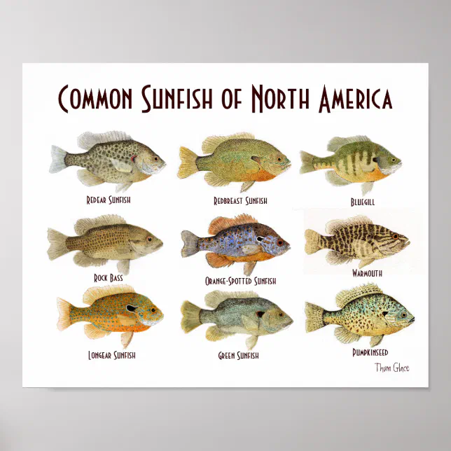 Common Sunfish Poster | Zazzle