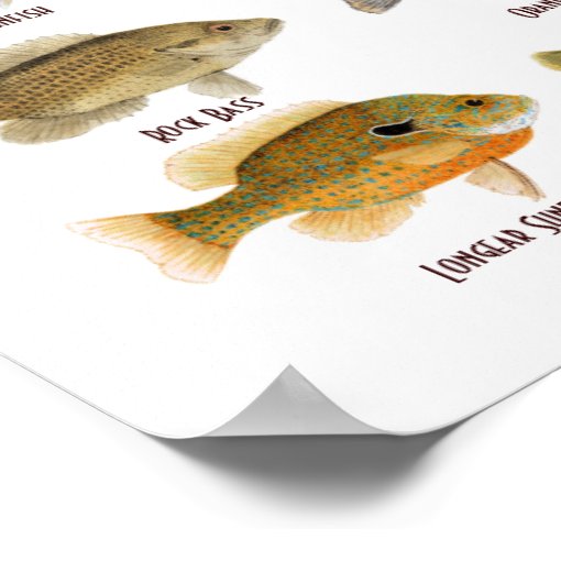 Common Sunfish Poster | Zazzle