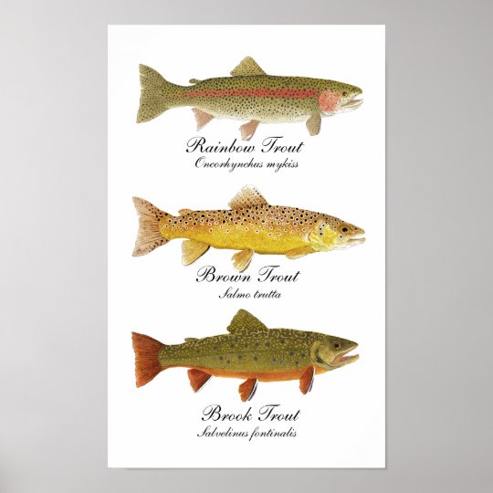 Common Trout Art Poster | Zazzle.com