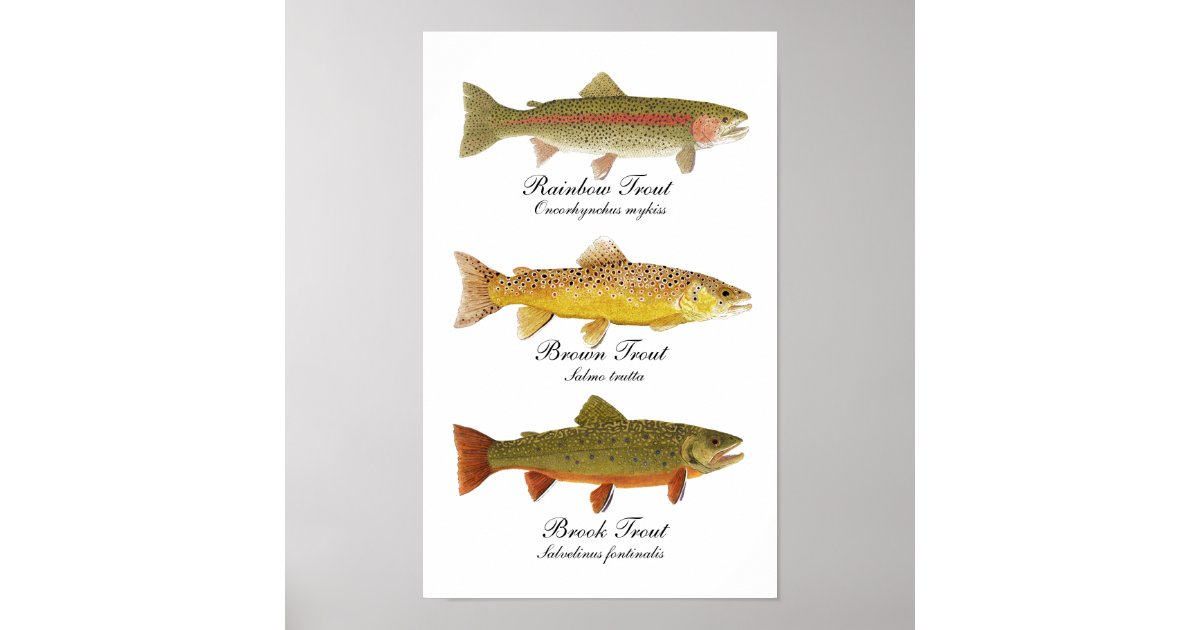 Common Trout Art Poster | Zazzle