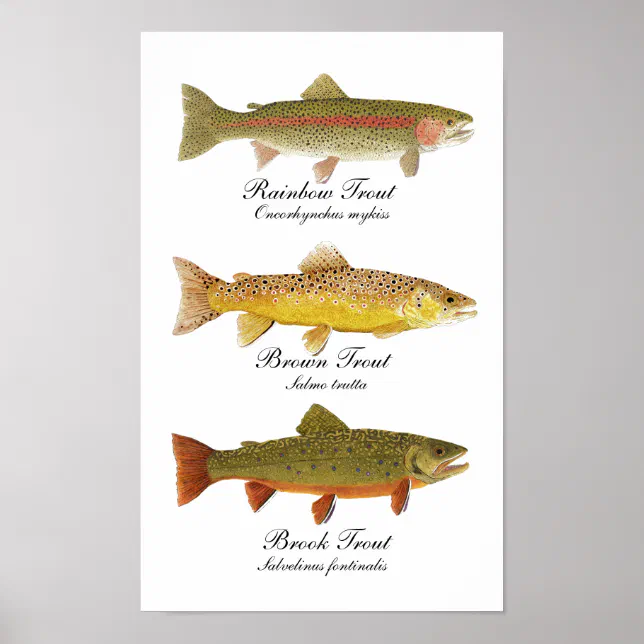 Common Trout Art Poster | Zazzle