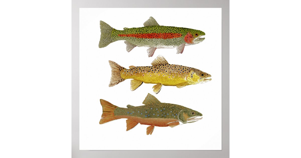 Common Trout Art Poster | Zazzle
