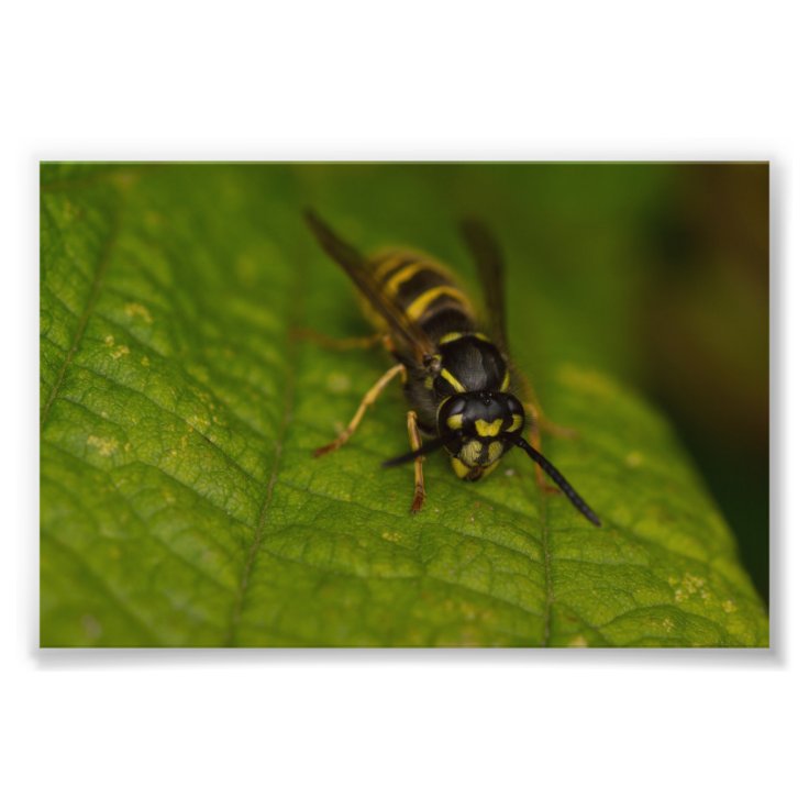 Common Wasp Photo Print | Zazzle