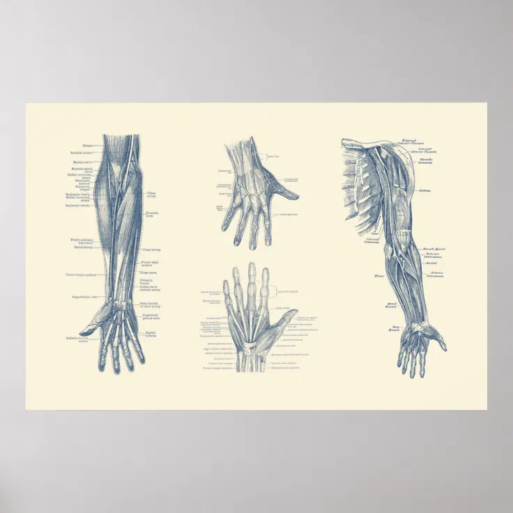 Complete Arm and Hand Diagram Poster | Zazzle