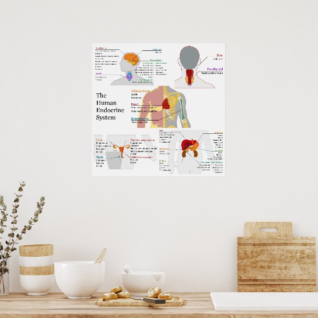 Complete Diagram Of The Human Endocrine System Poster