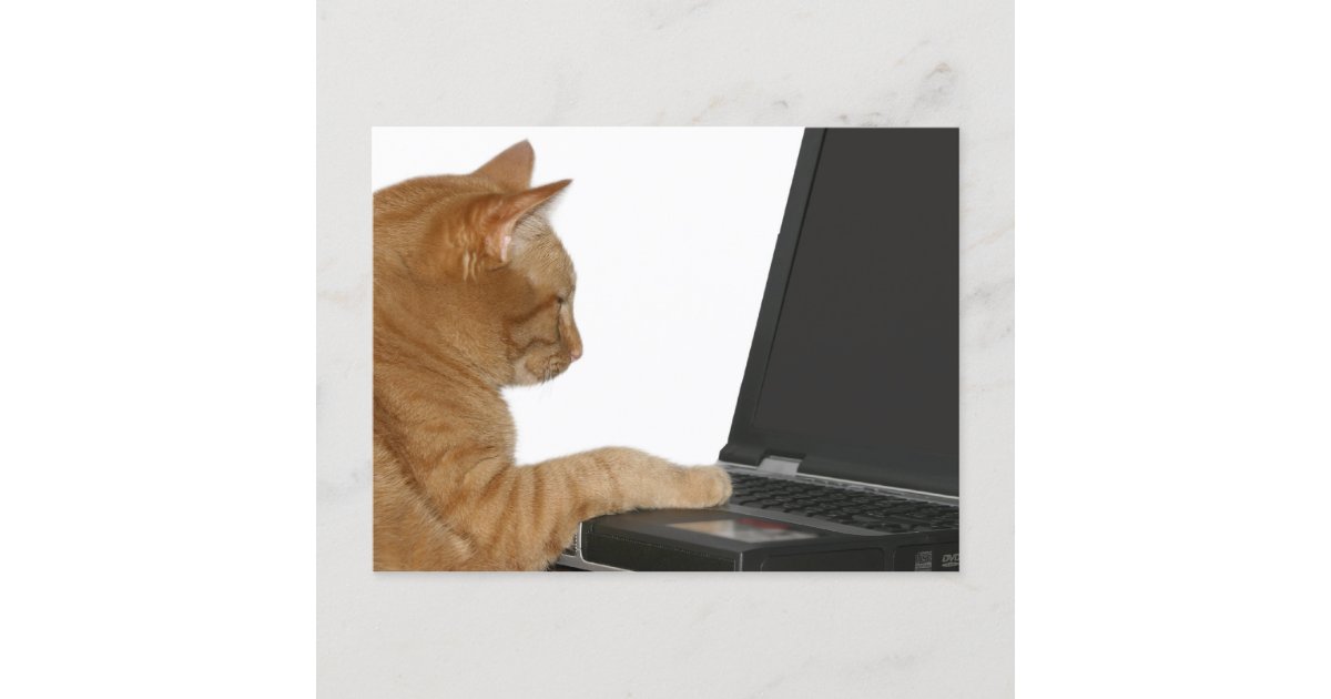 Computing cat postcard | Zazzle