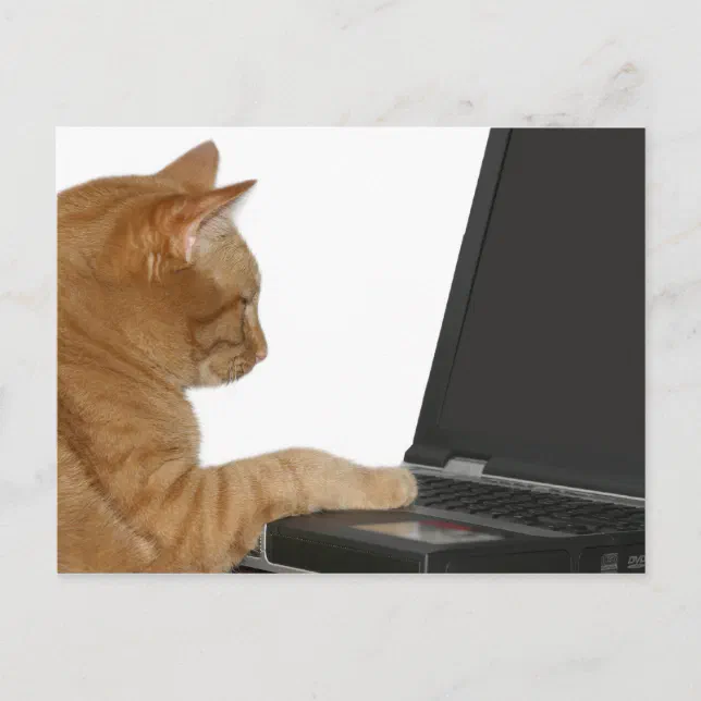 Computing cat postcard | Zazzle