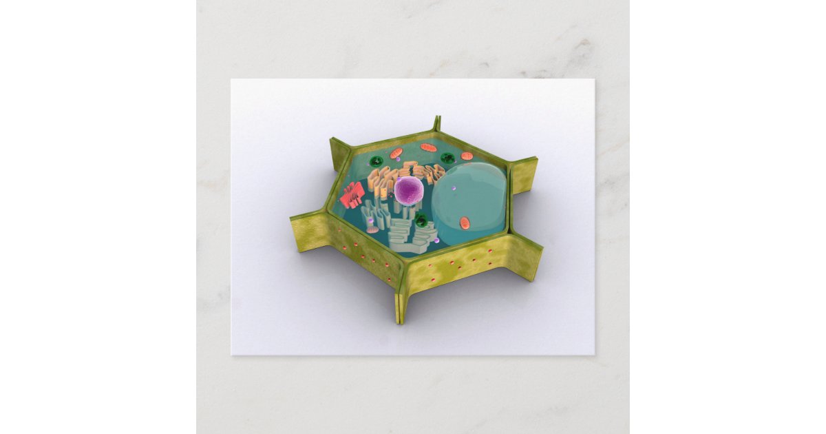 Conceptual Image Of A Plant Cell Postcard | Zazzle