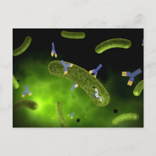 Conceptual Image Of Antibody Killing Bacteria Postcard | Zazzle.com
