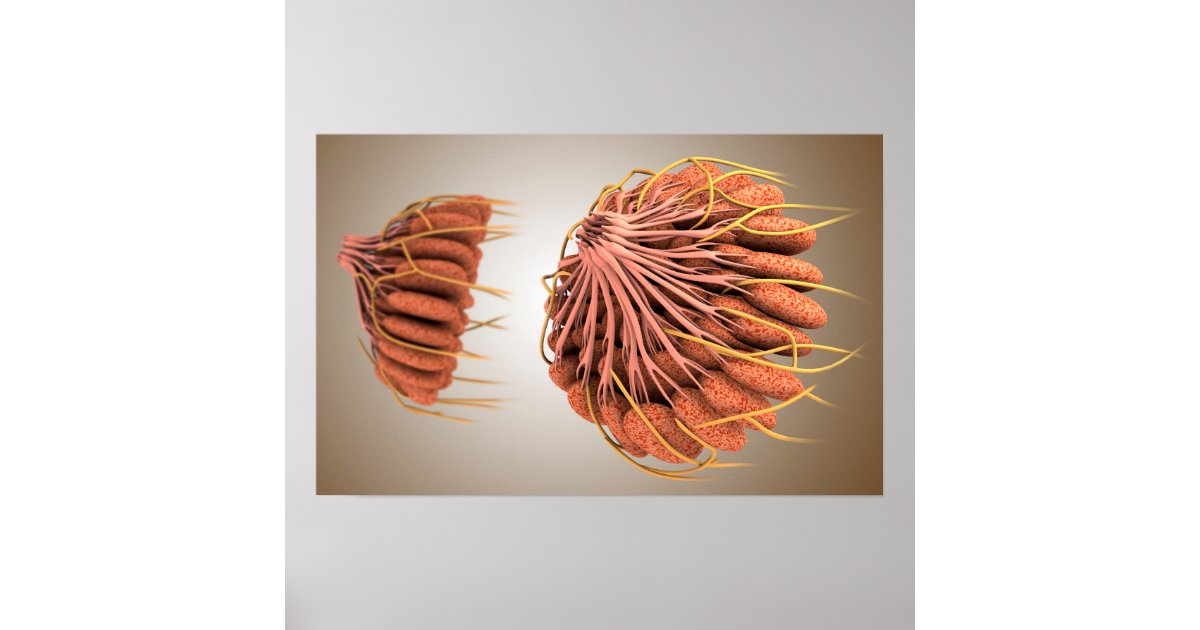 Conceptual Image Of Female Breast Anatomy 8 Poster | Zazzle