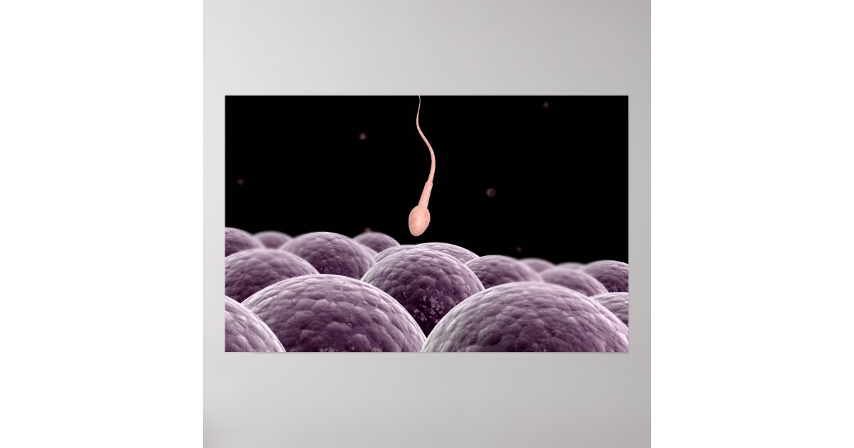 Conceptual Image Of Fertilization Poster | Zazzle