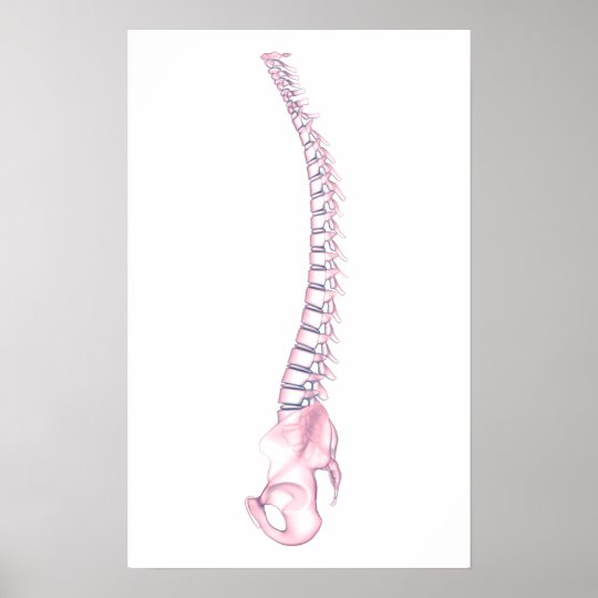 Conceptual Image Of Human Backbone 3 Poster | Zazzle.com