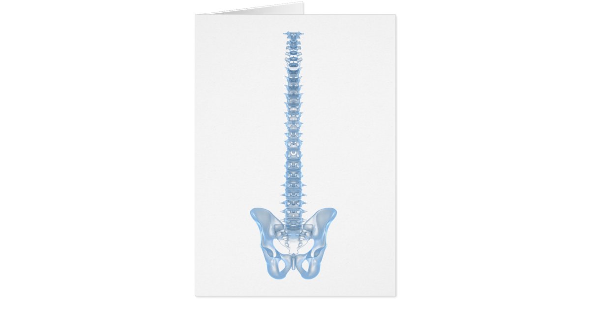 Conceptual Image Of Human Backbone 6 | Zazzle